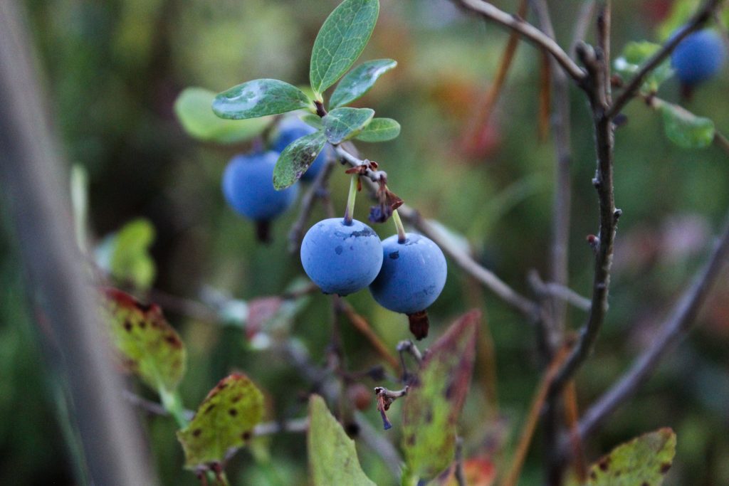Berries – Foraging in Finland